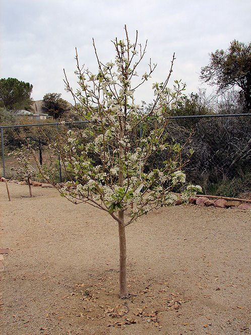 Pear Trees, Pyrus communis. Arizona Vegetable & Fruit Gardening For The ...