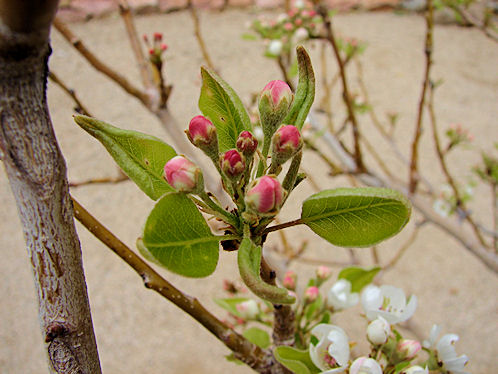 Pear Trees, Pyrus communis. Arizona Vegetable & Fruit Gardening For The ...