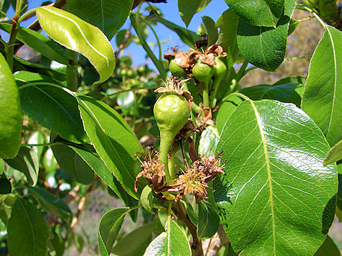 Pear Trees, Pyrus communis. Arizona Vegetable & Fruit Gardening For The ...